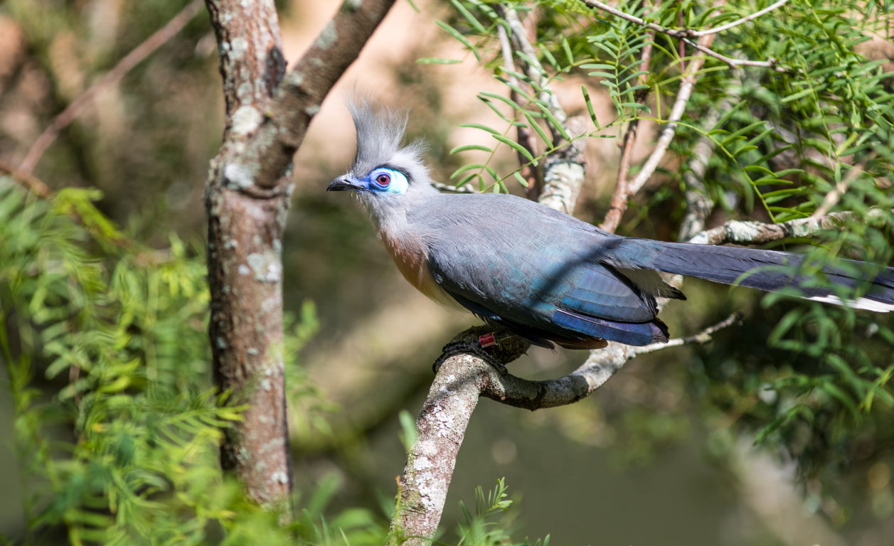 Crested Coua – Pinola Aviary