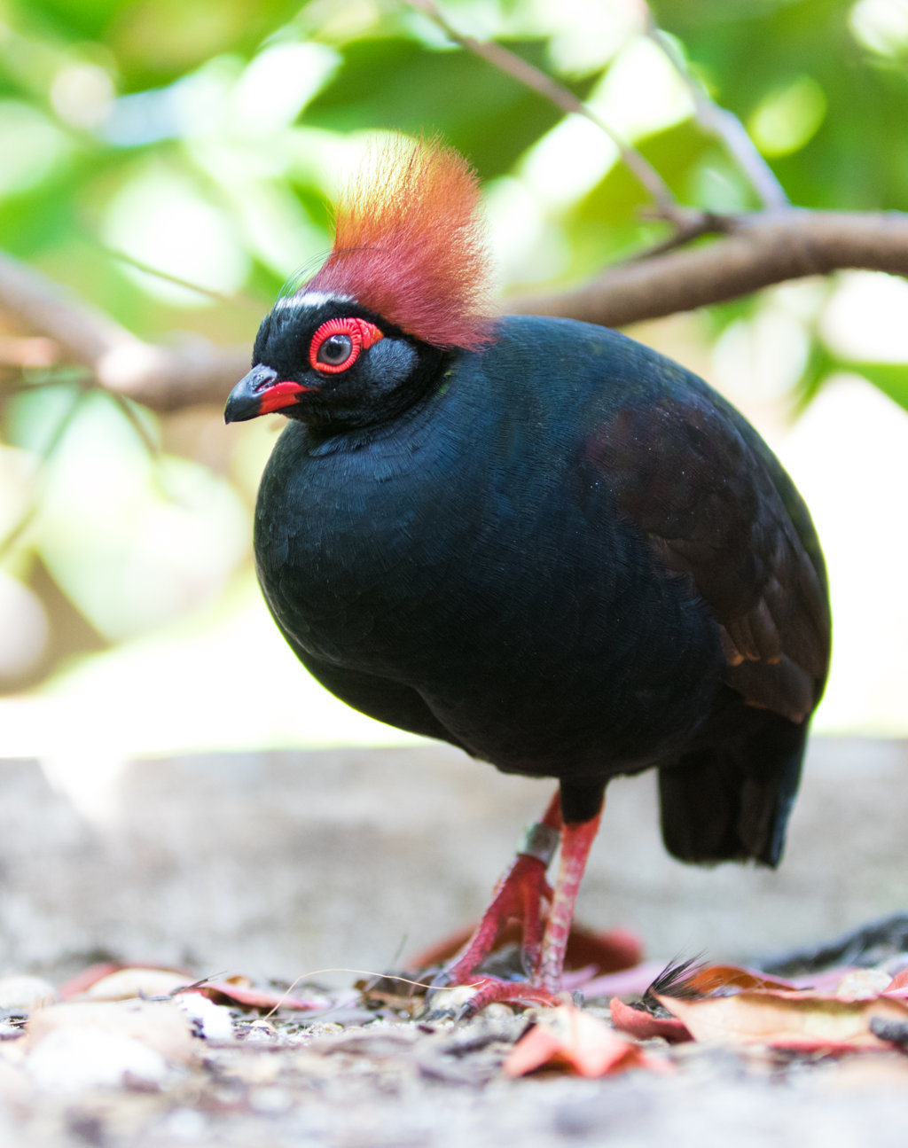 Crested Wood Partridge – Pinola Aviary