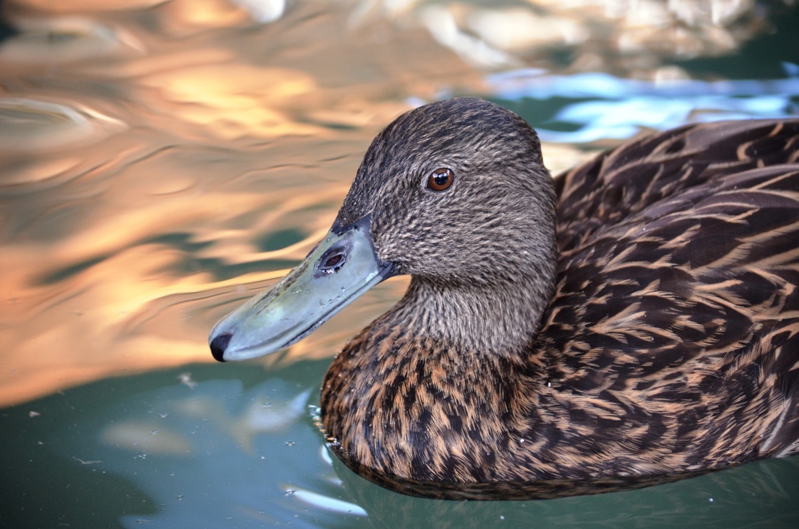 Meller's Duck – Pinola Aviary