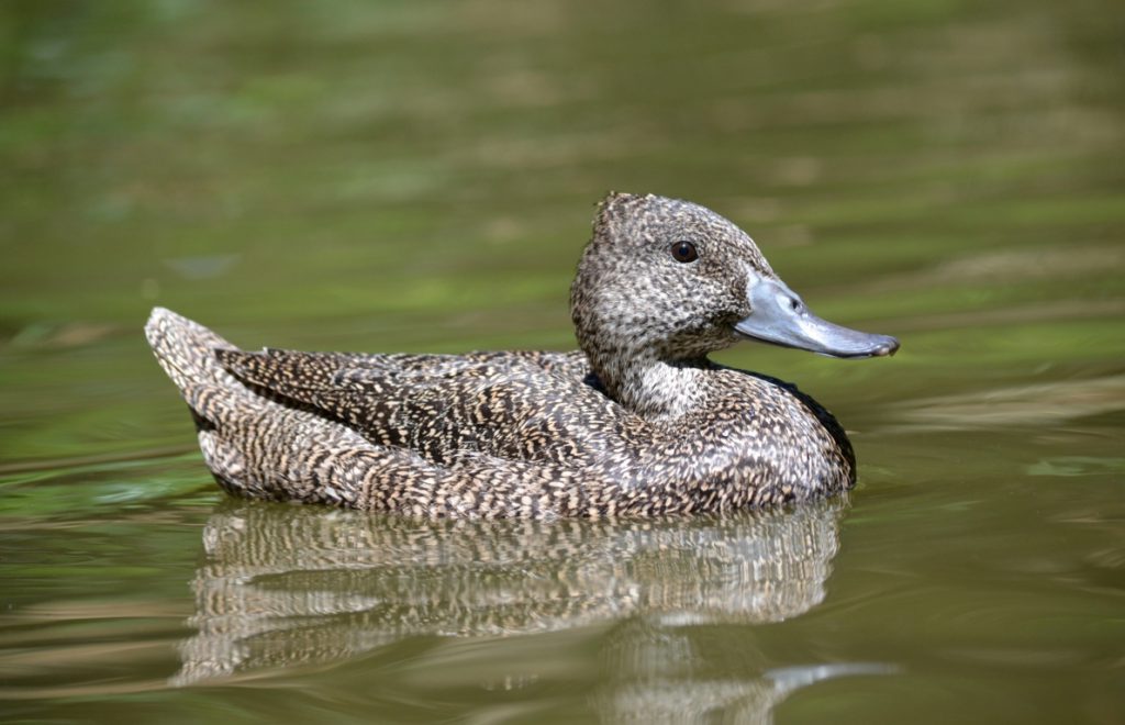 Freckled Duck – Pinola Aviary