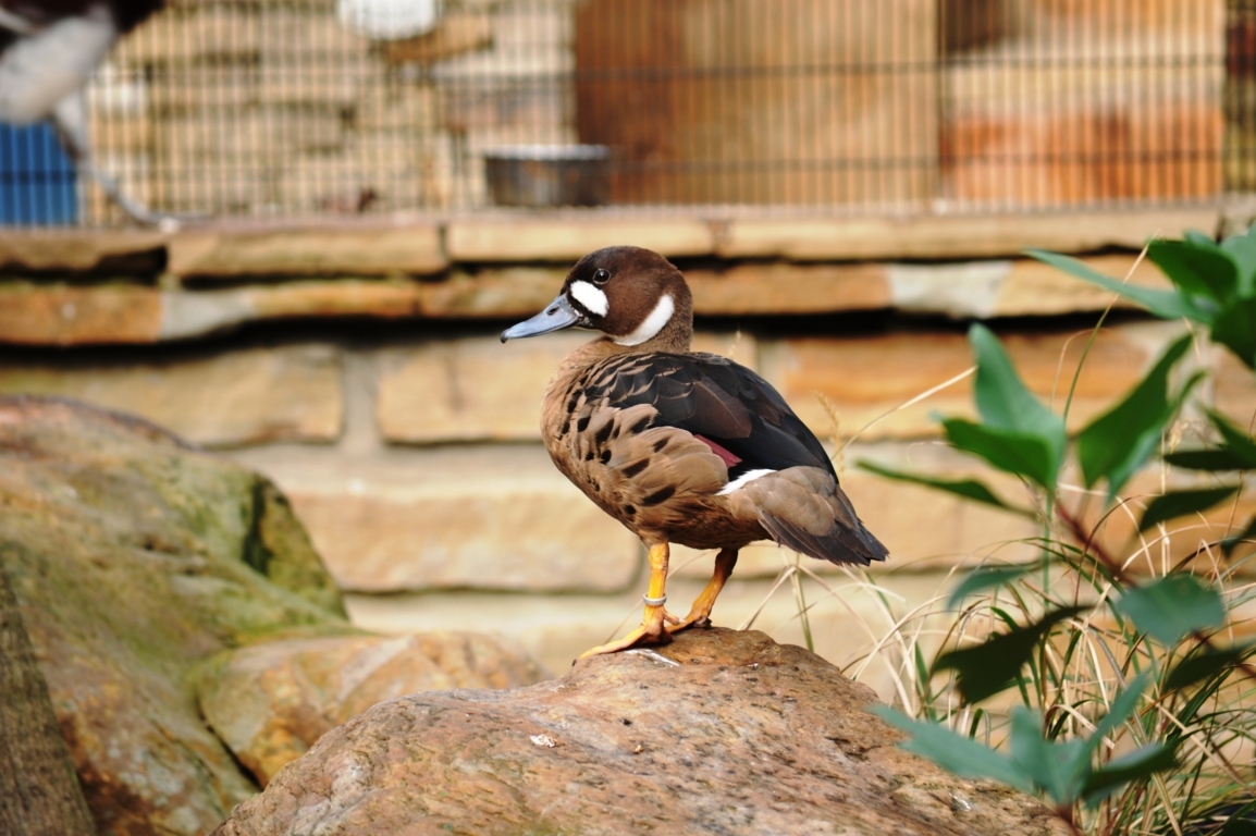 Bronze-winged Duck – Pinola Aviary