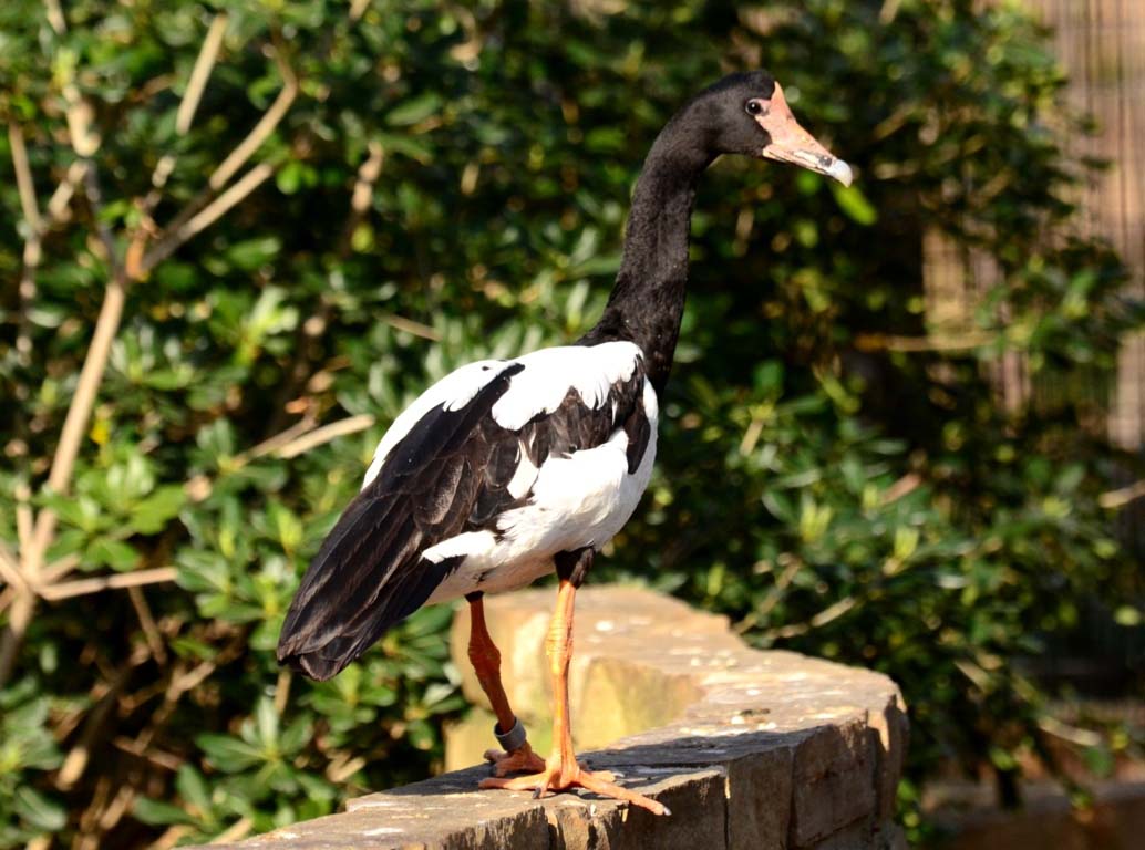 Magpie Goose – Pinola Aviary