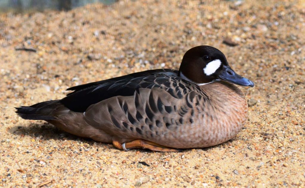 Bronze-winged Duck – Pinola Aviary