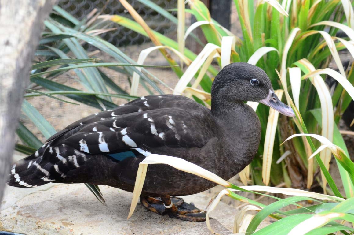African Black Duck – Pinola Aviary