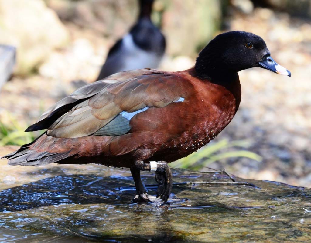 Hartlaub's Duck – Pinola Aviary