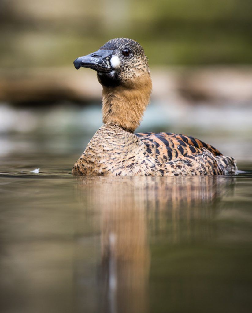 White-backed Duck – Pinola Aviary