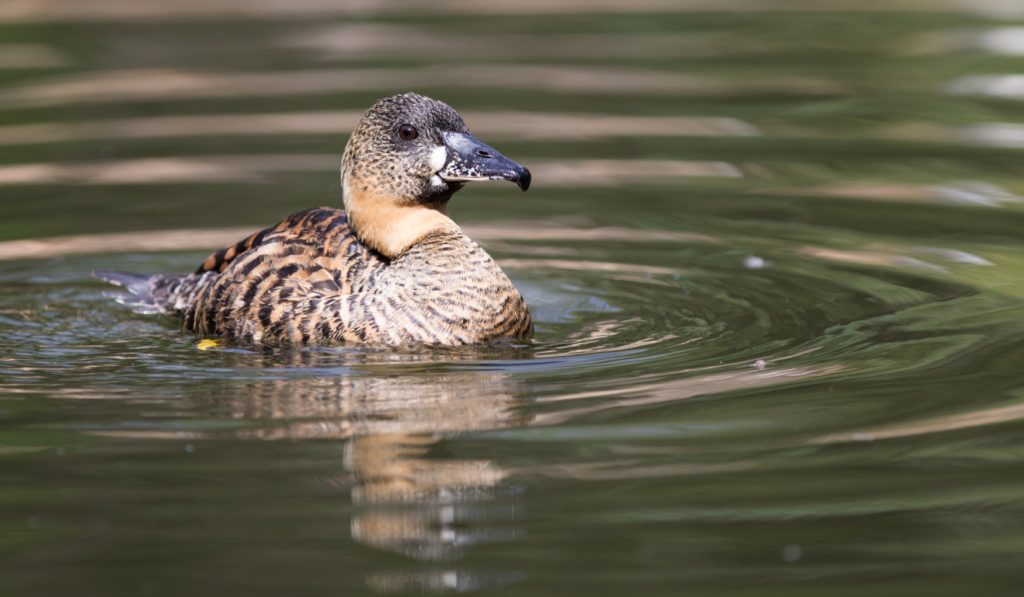 White-backed Duck – Pinola Aviary