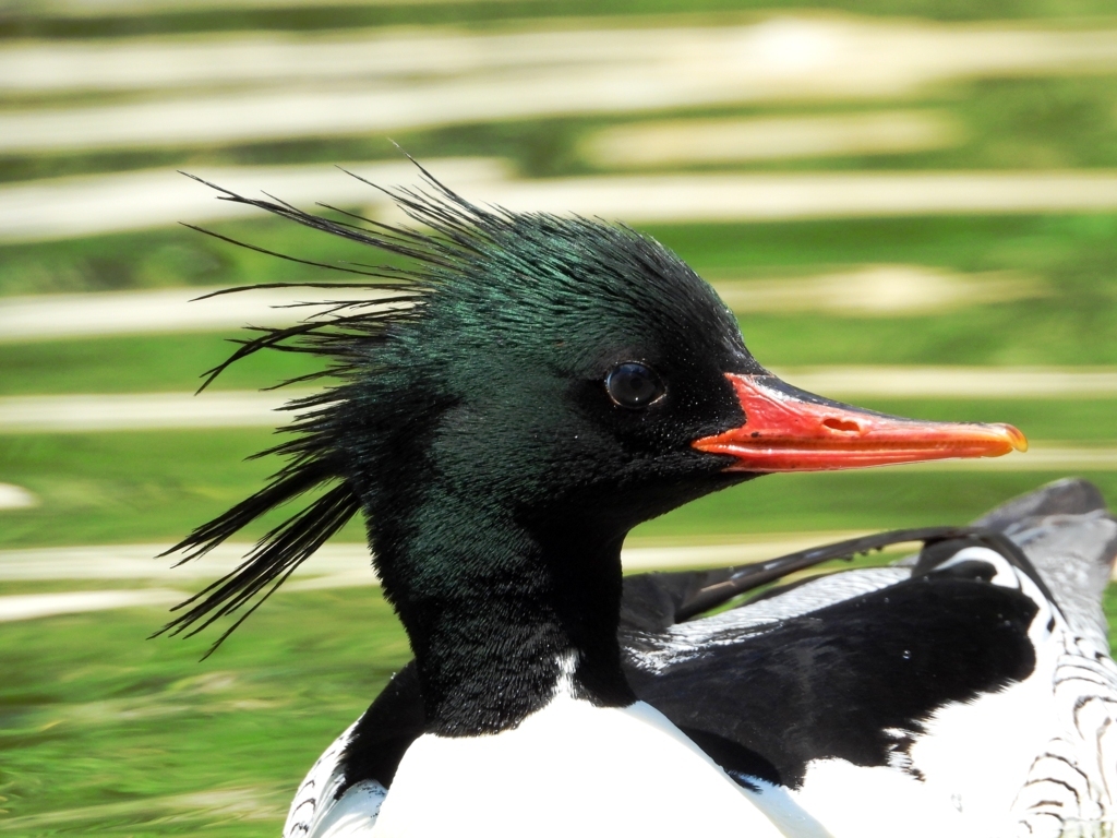 Scaly-sided Merganser – Pinola Aviary