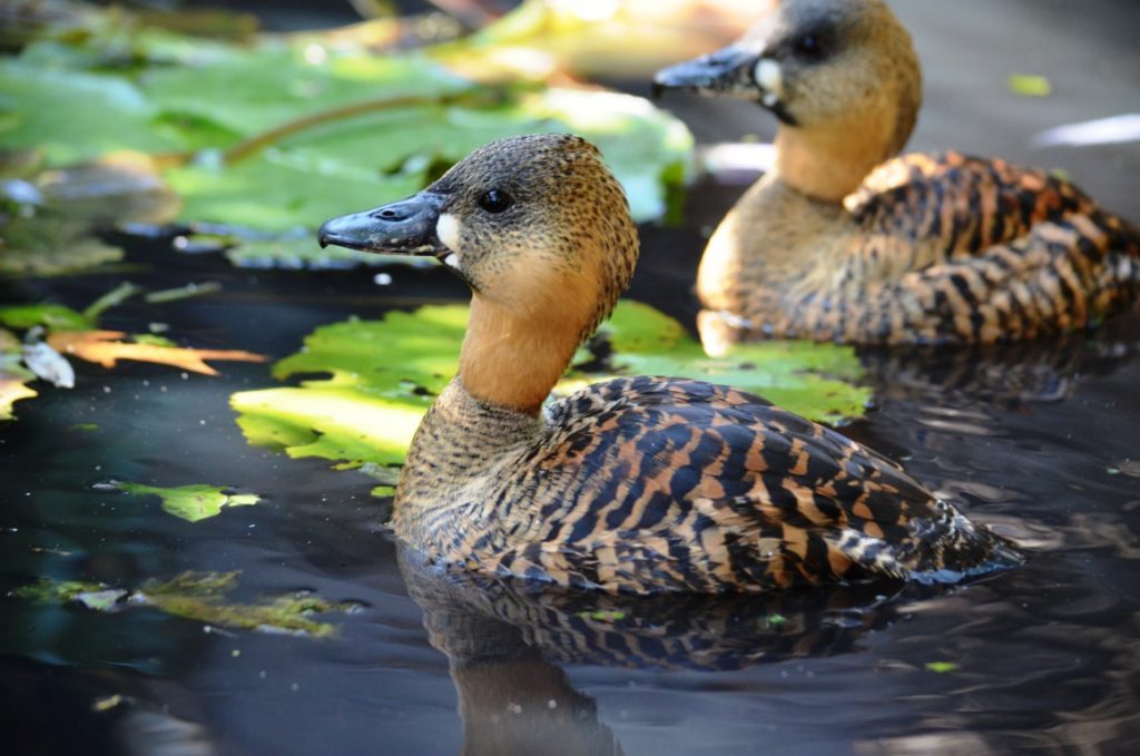 White-backed Duck – Pinola Aviary