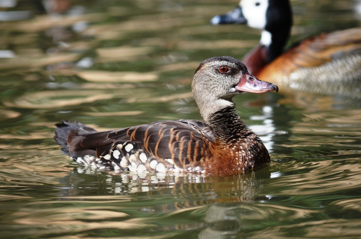 Spotted Whistling-duck – Pinola Aviary
