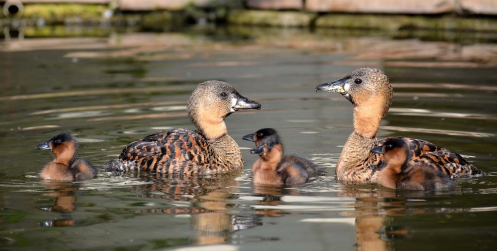White-backed Duck – Pinola Aviary