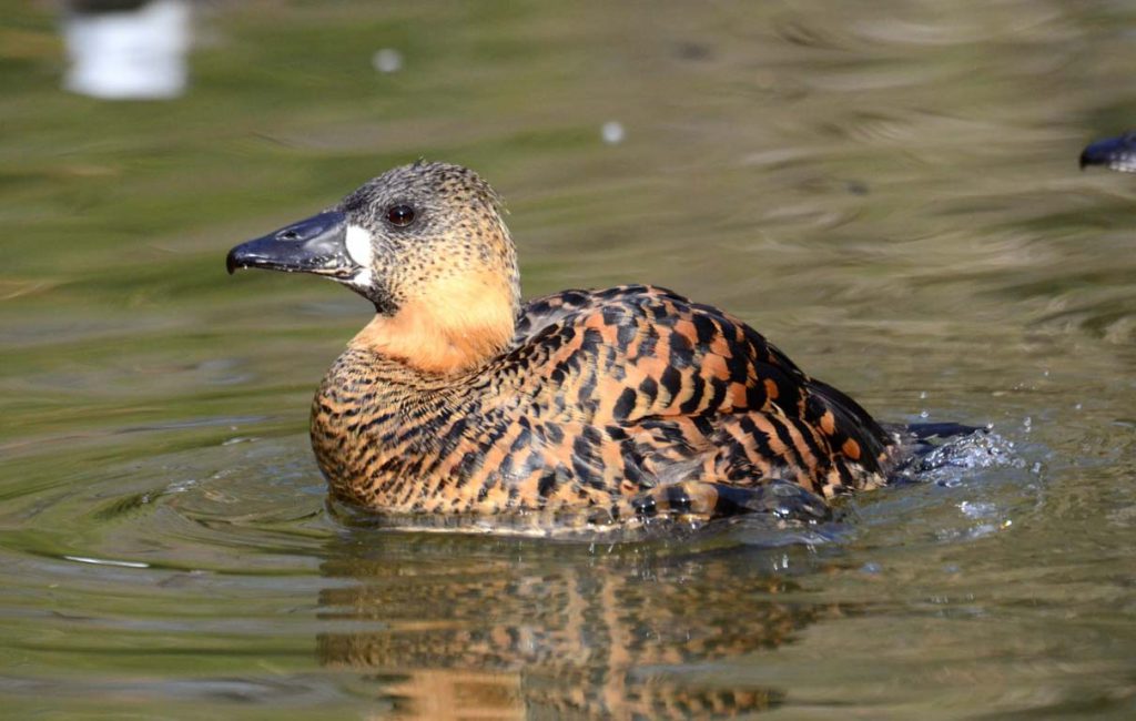 White-backed Duck – Pinola Aviary