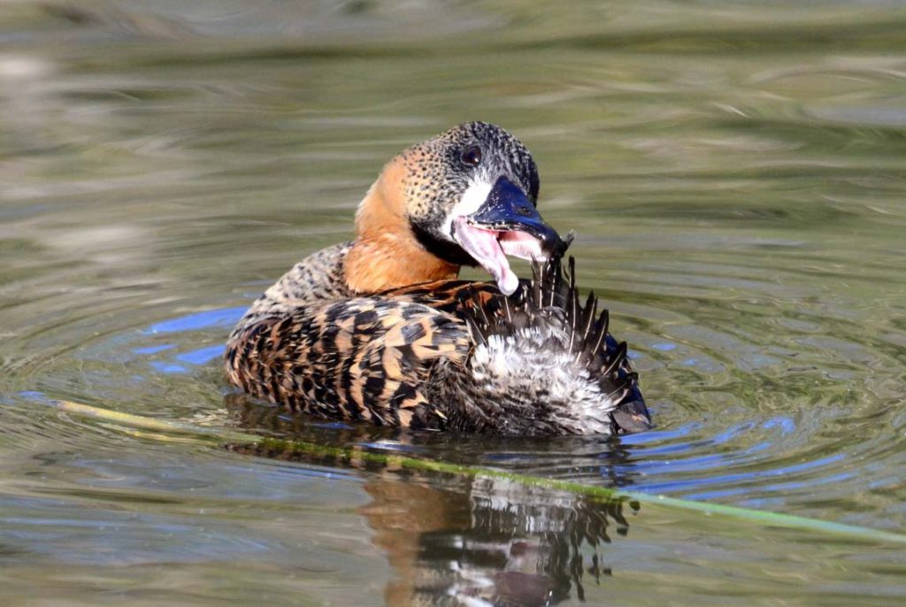 White-backed Duck – Pinola Aviary