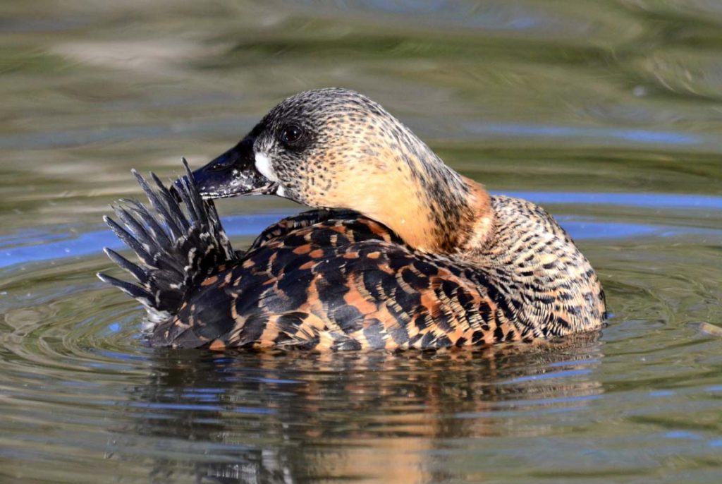 White-backed Duck – Pinola Aviary