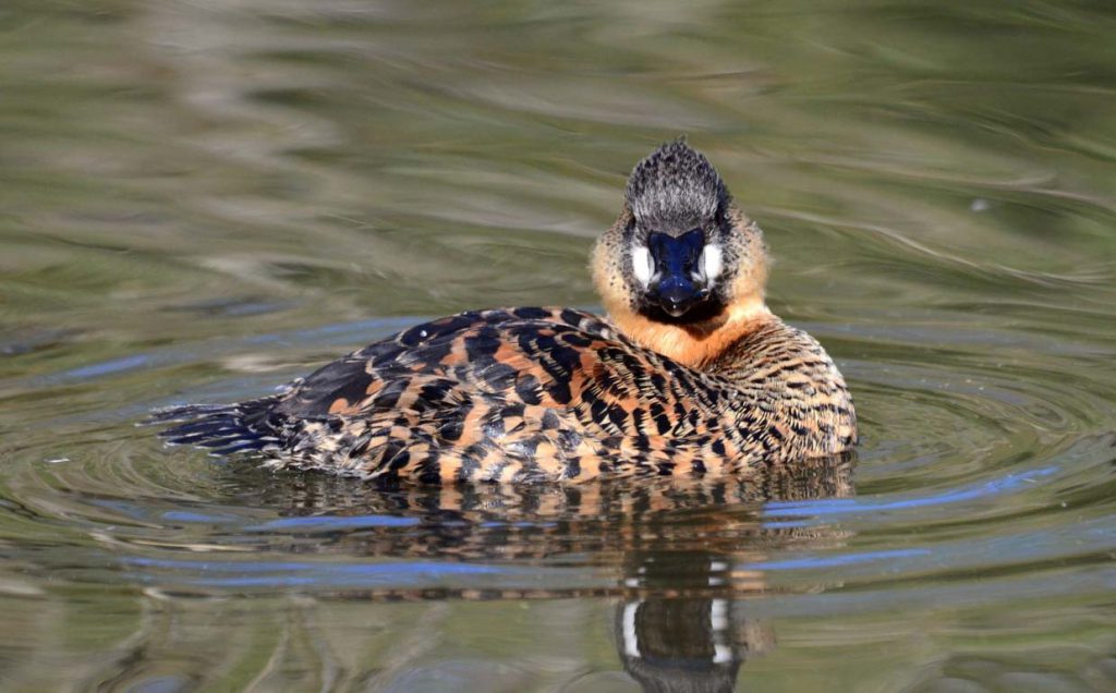 White-backed Duck – Pinola Aviary