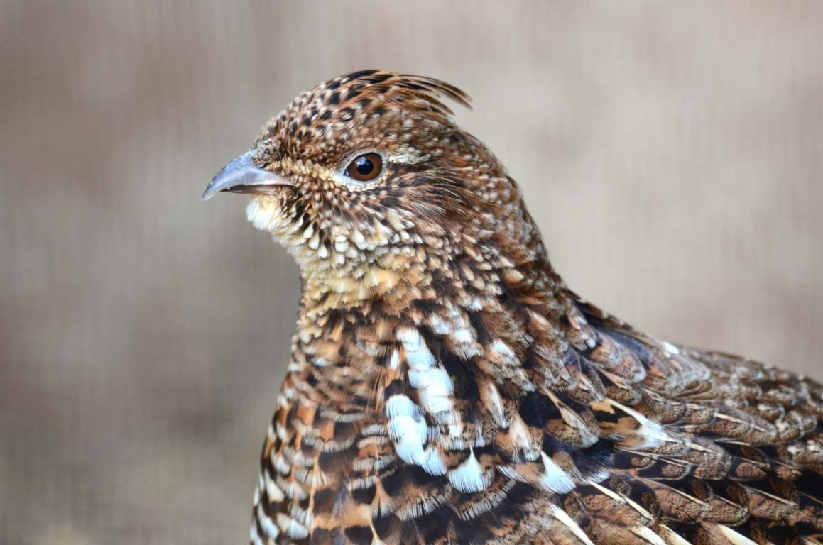 Ruffed Grouse – Pinola Aviary