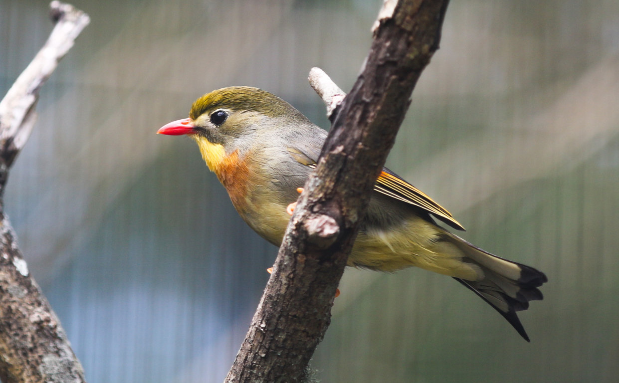 Pekin Robin – Pinola Aviary