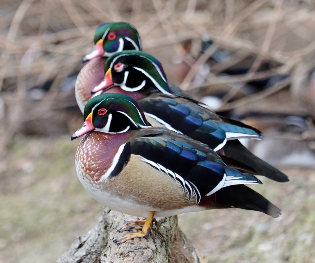 Wood Duck – Pinola Aviary