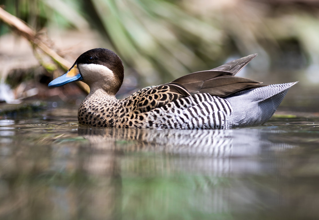 Silver Teal – Pinola Aviary