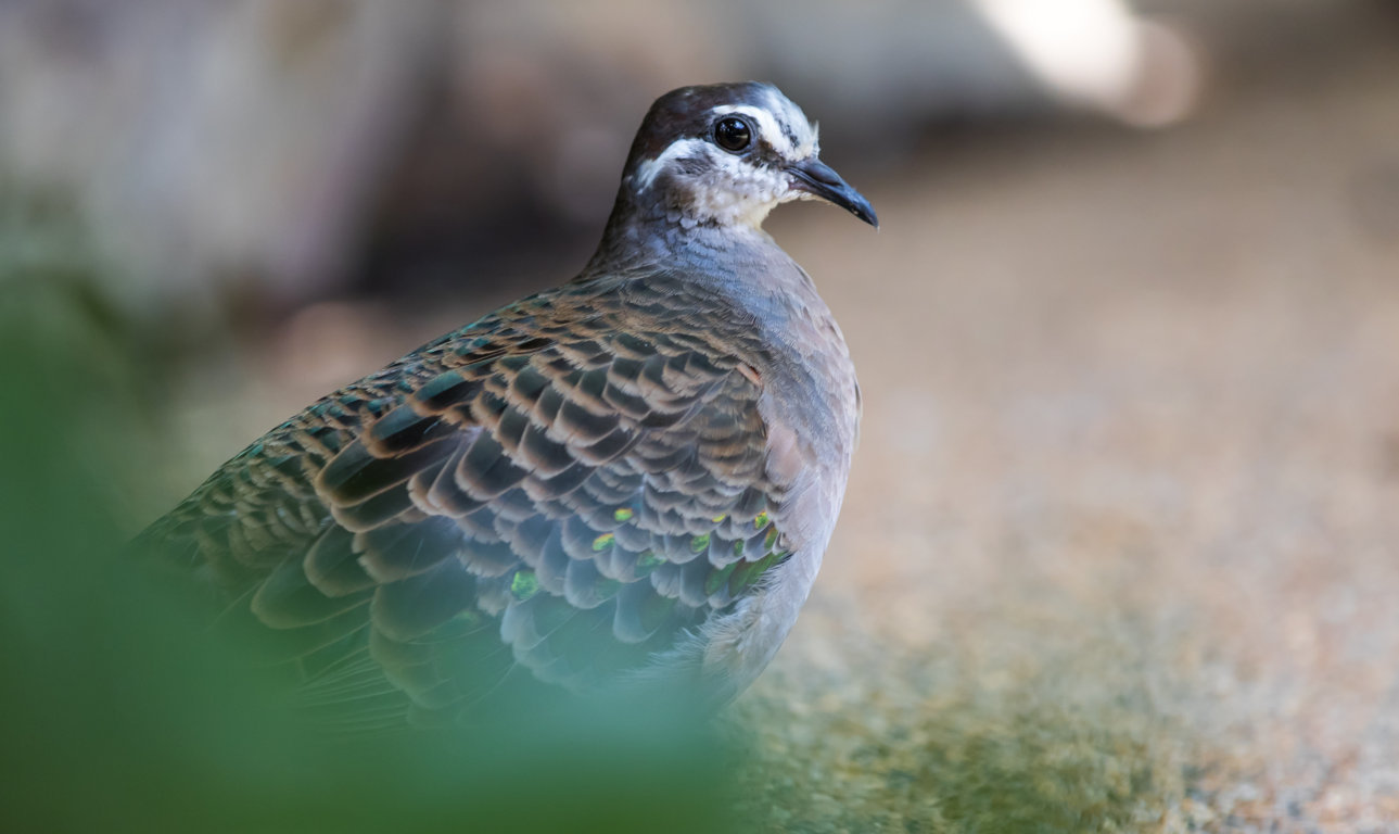 Common Bronzewing – Pinola Aviary