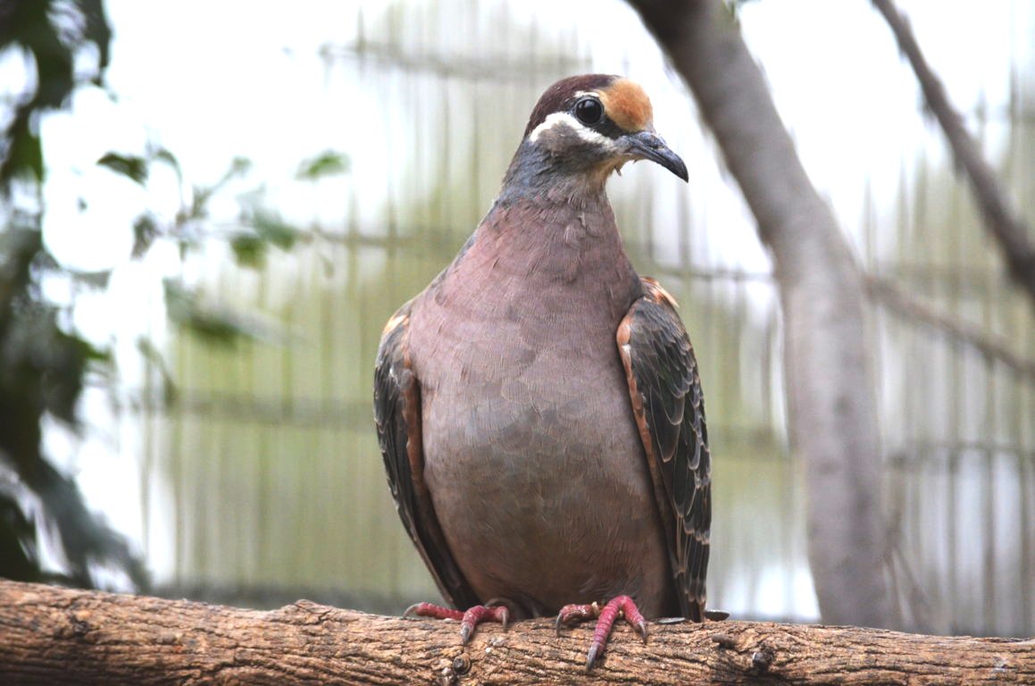 Common Bronzewing – Pinola Aviary