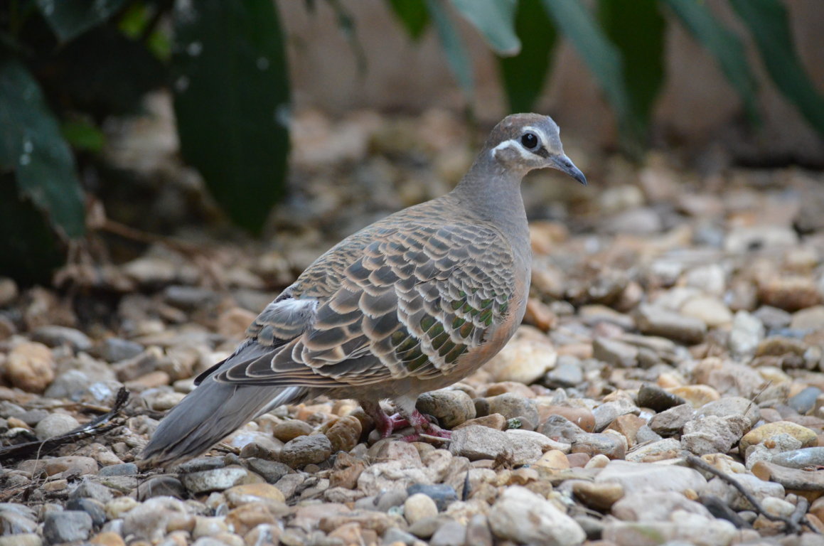 Common Bronzewing – Pinola Aviary