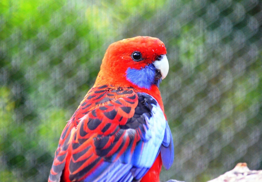Crimson Rosella – Pinola Aviary