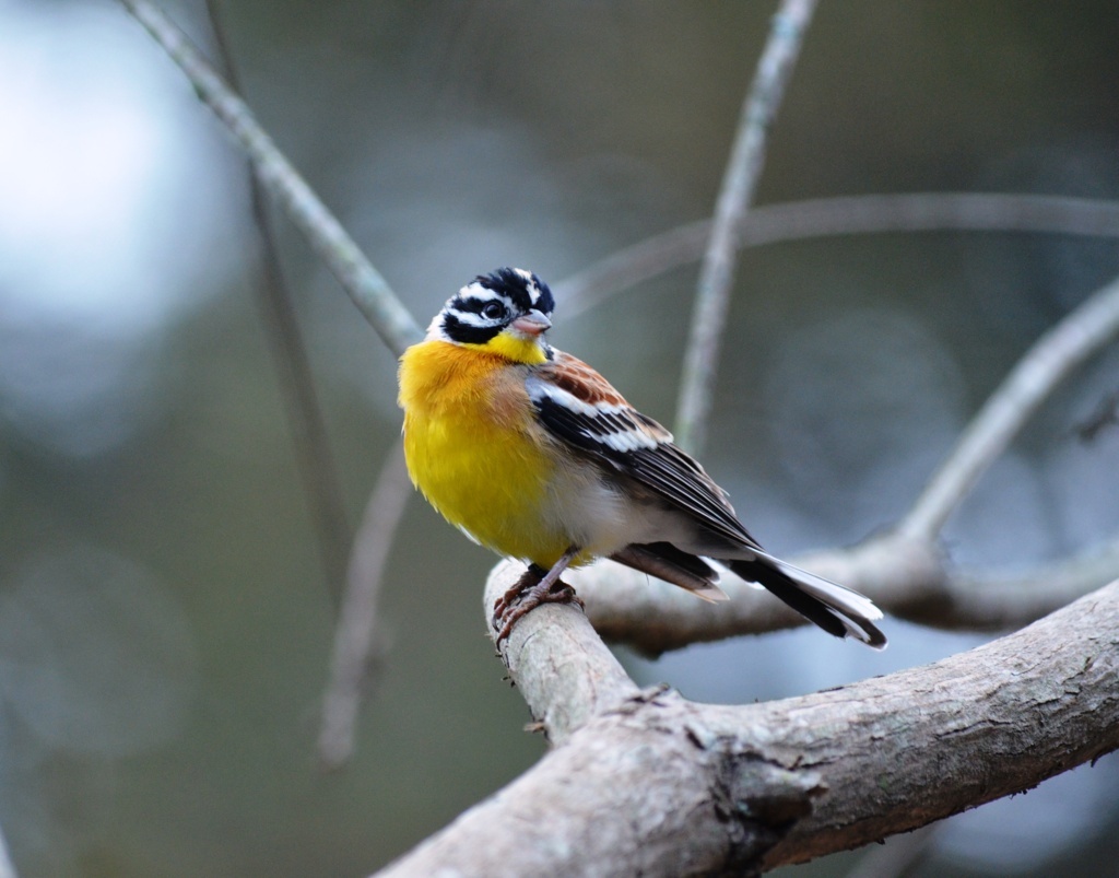 Golden-breasted Bunting – Pinola Aviary