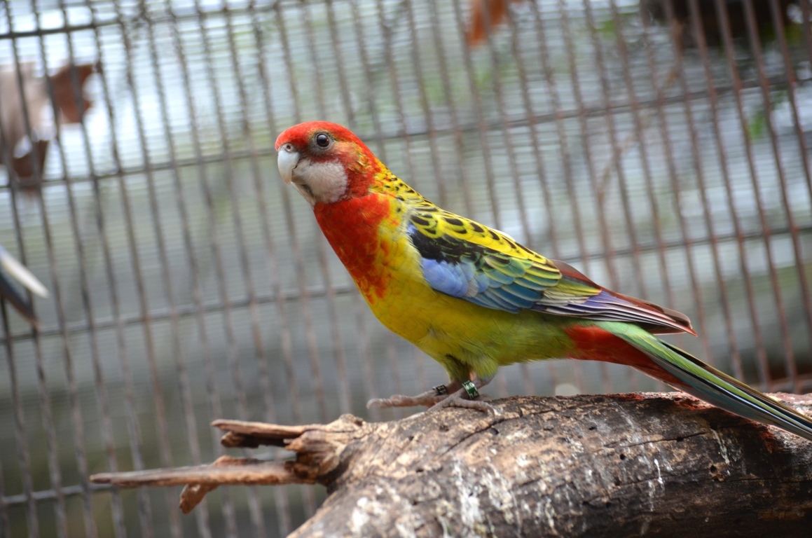 Eastern Rosella – Pinola Aviary