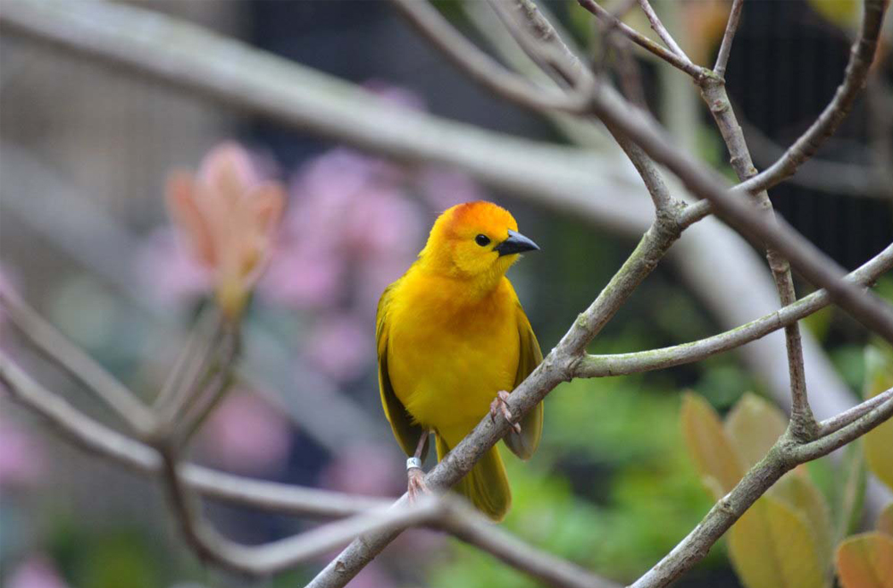 Test Gallery – Pinola Aviary