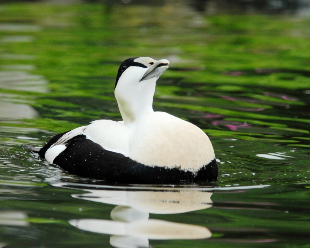 Atlantic Common Eider – Pinola Aviary