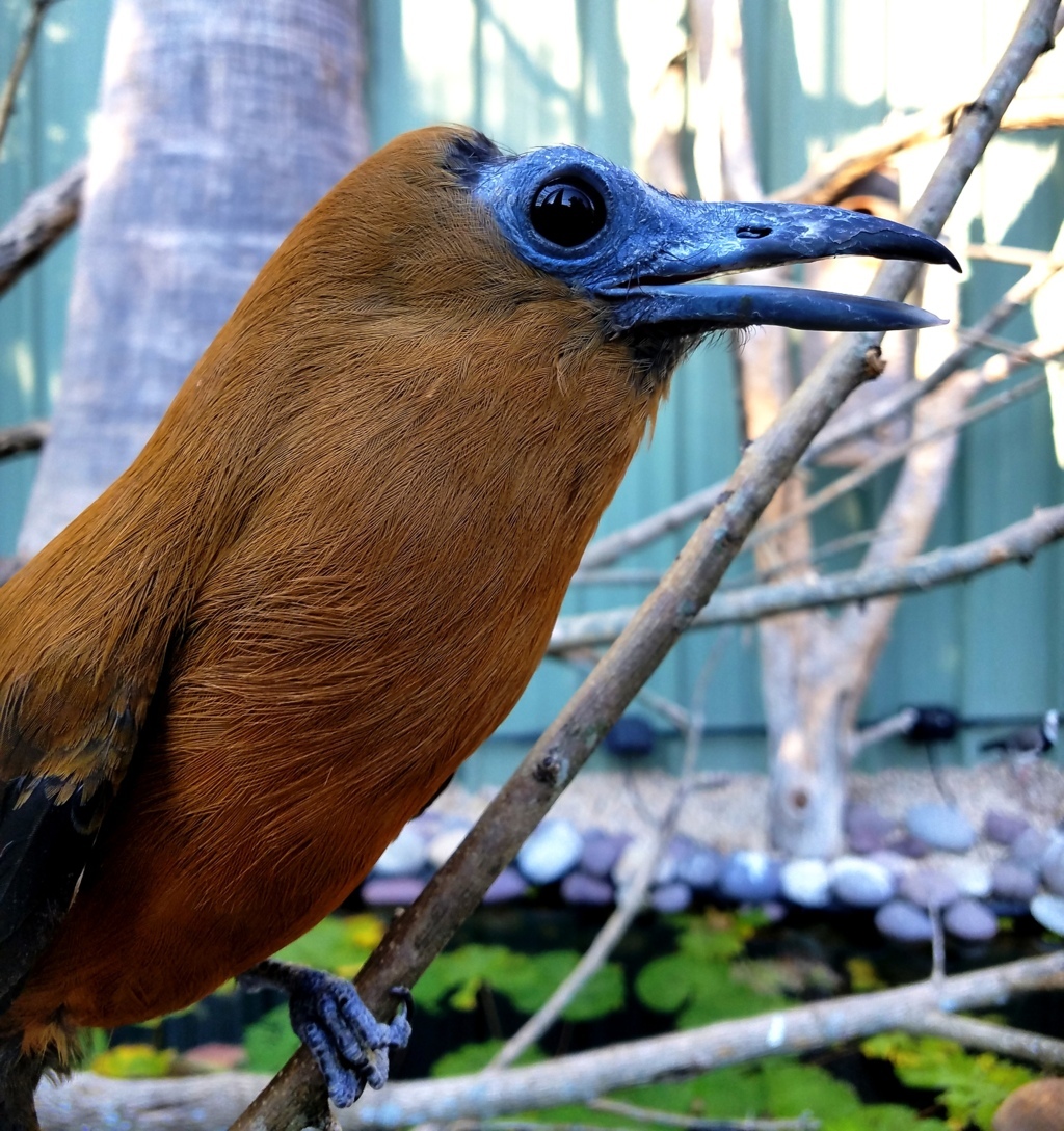 Cappuchinbird – Pinola Aviary