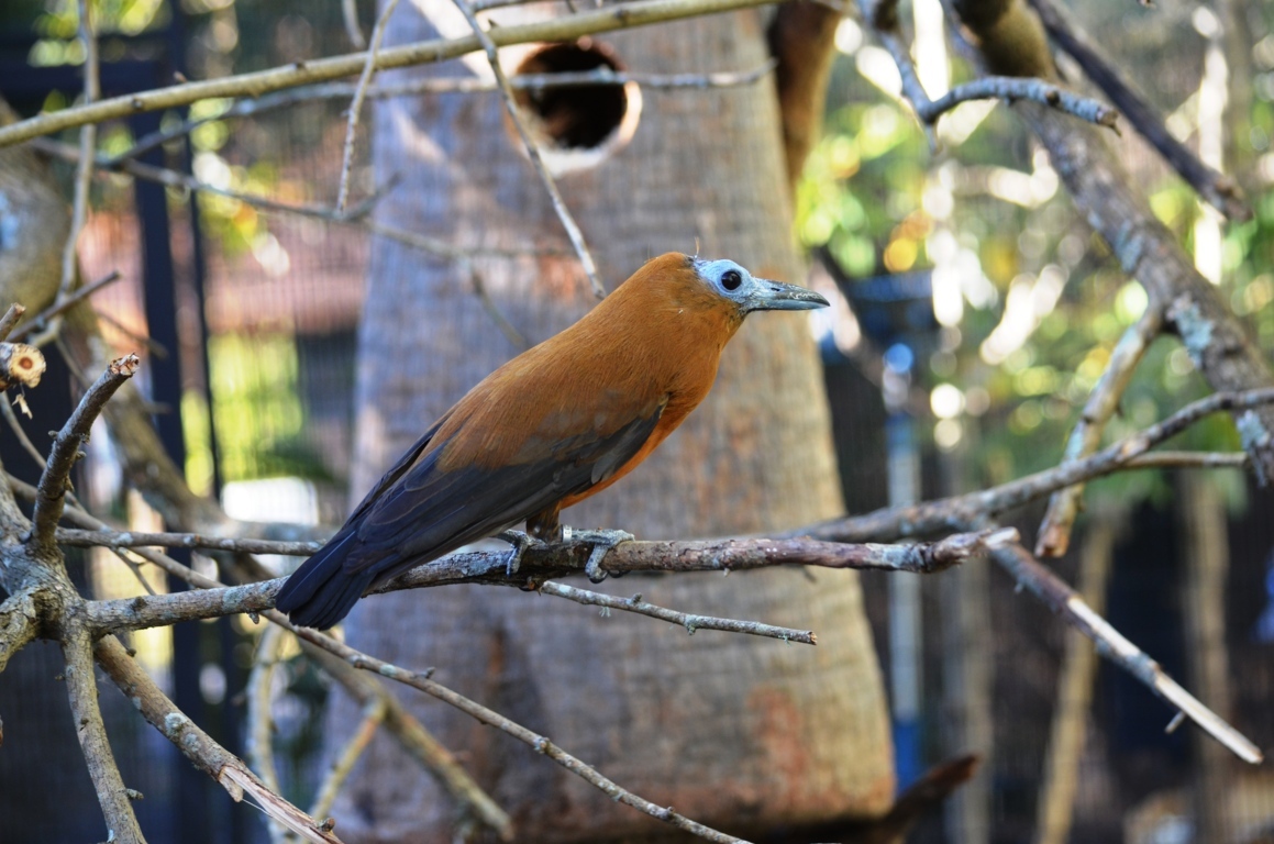 Cappuchinbird – Pinola Aviary