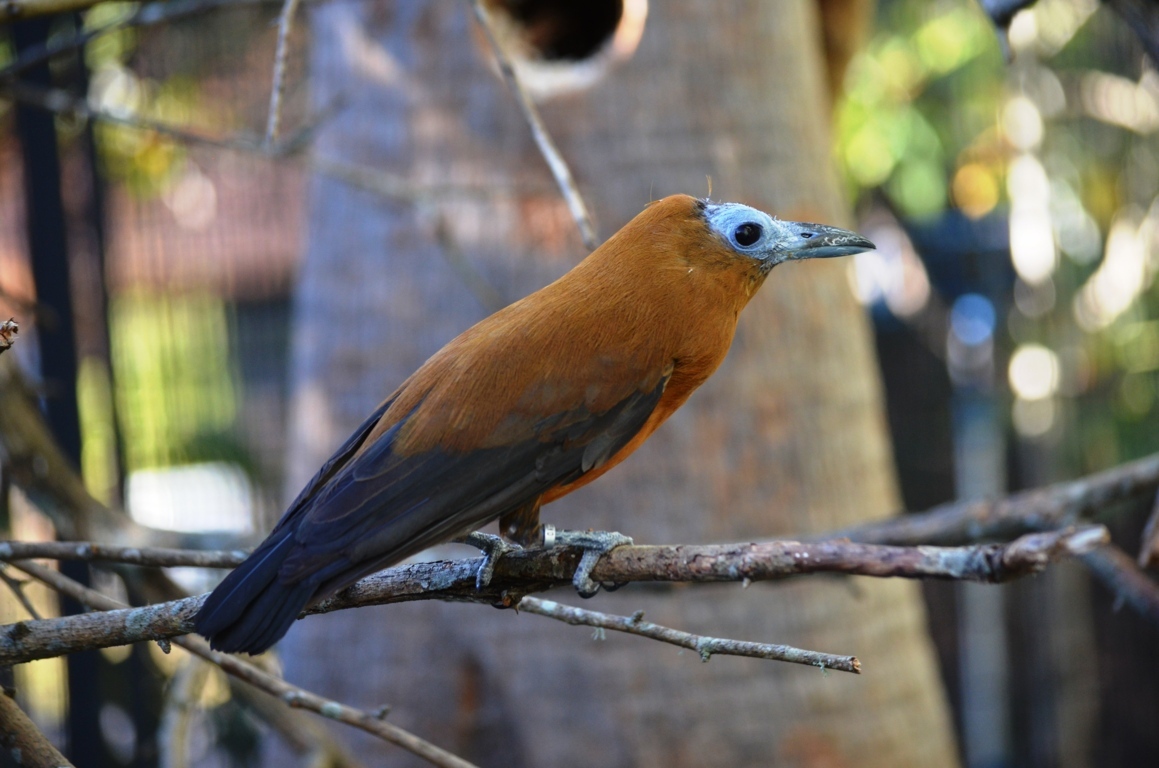 Cappuchinbird – Pinola Aviary
