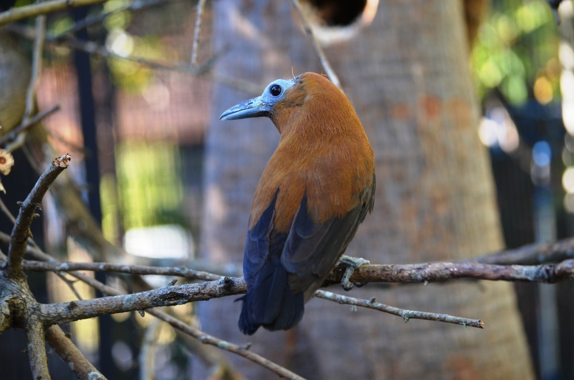 Cappuchinbird – Pinola Aviary