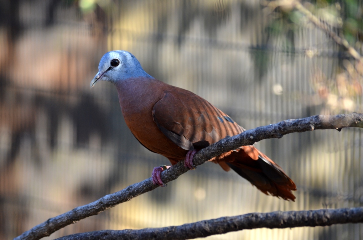 Blue-headed Wood Dove – Pinola Aviary
