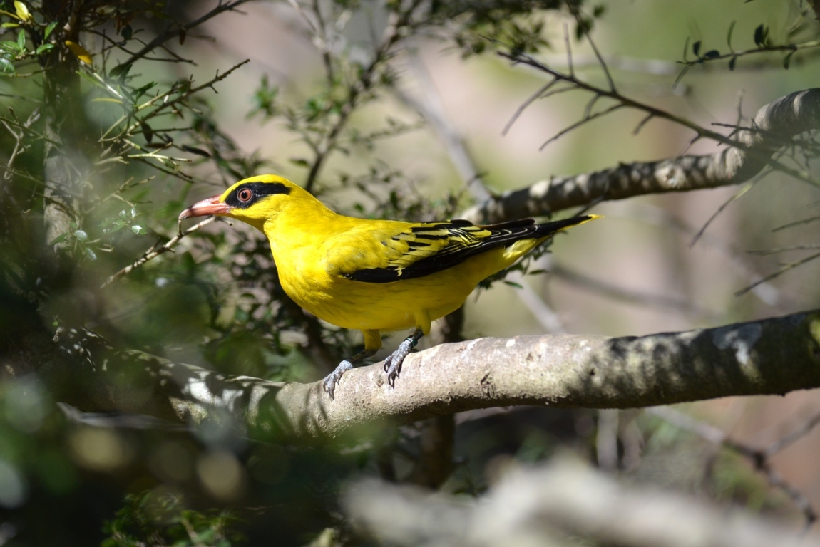 Indian Golden Oriole – Pinola Aviary