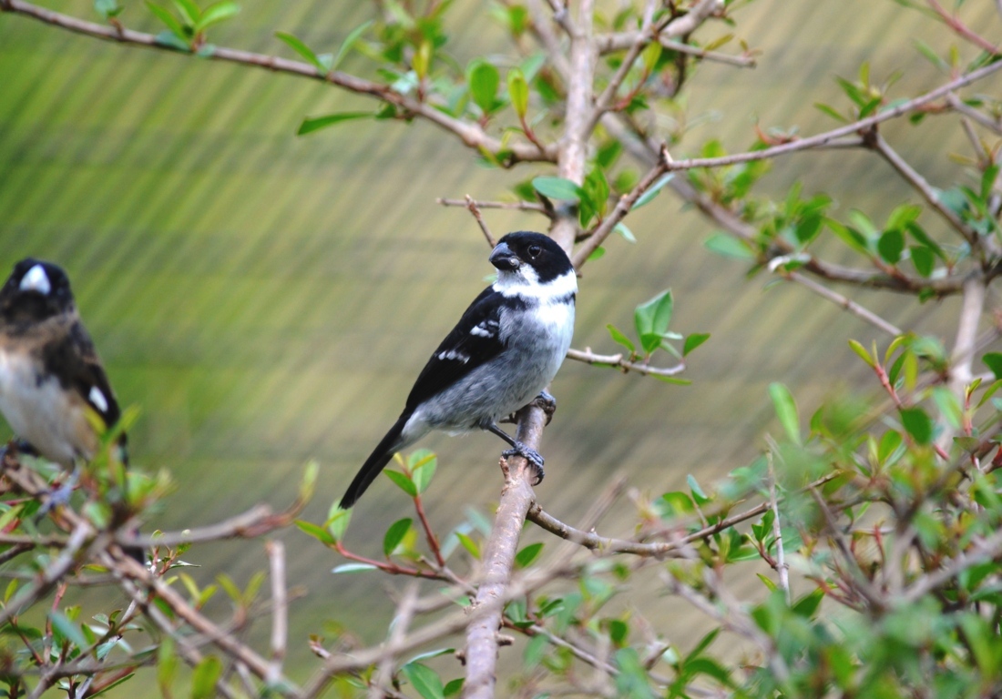Variable Seedeater – Pinola Aviary