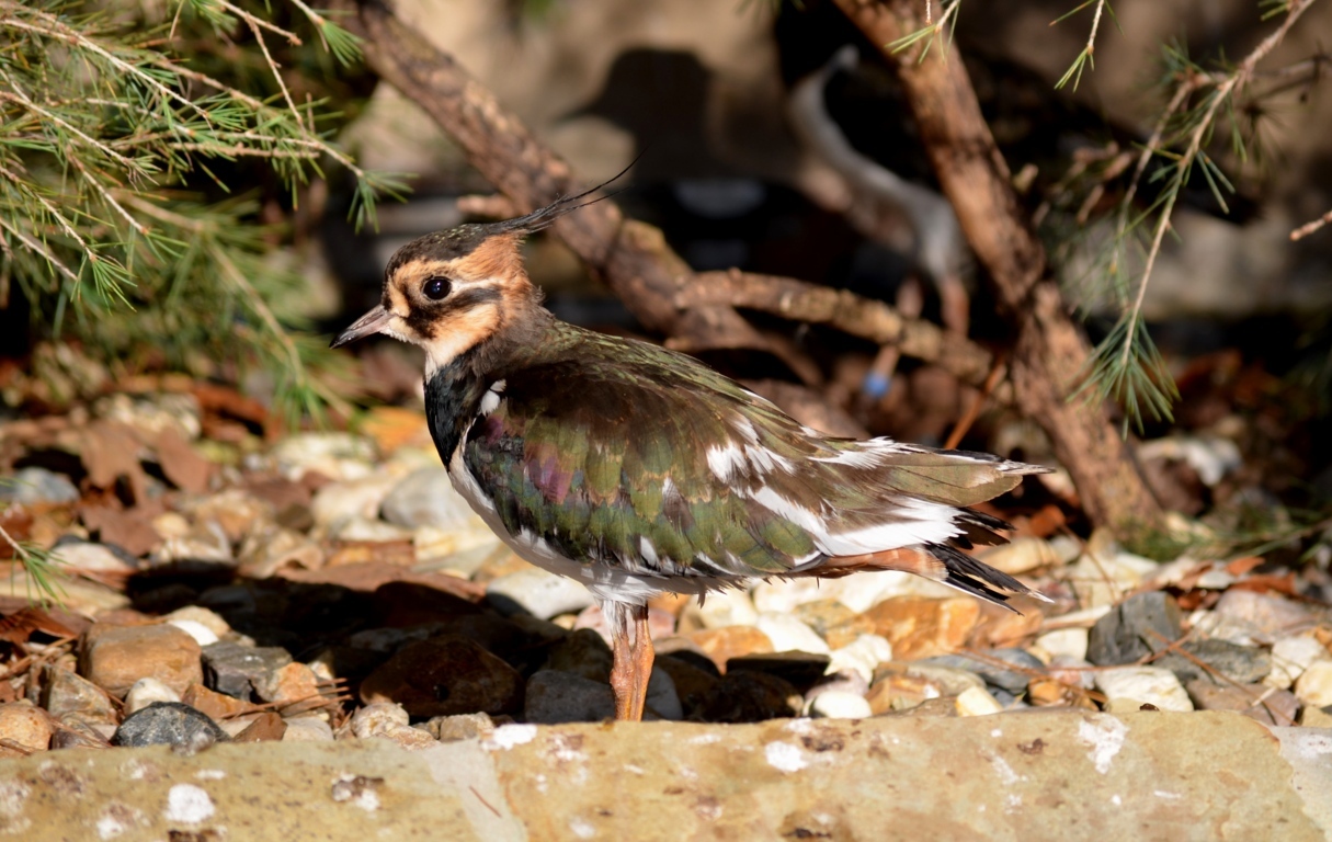 Northern Lapwing – Pinola Aviary