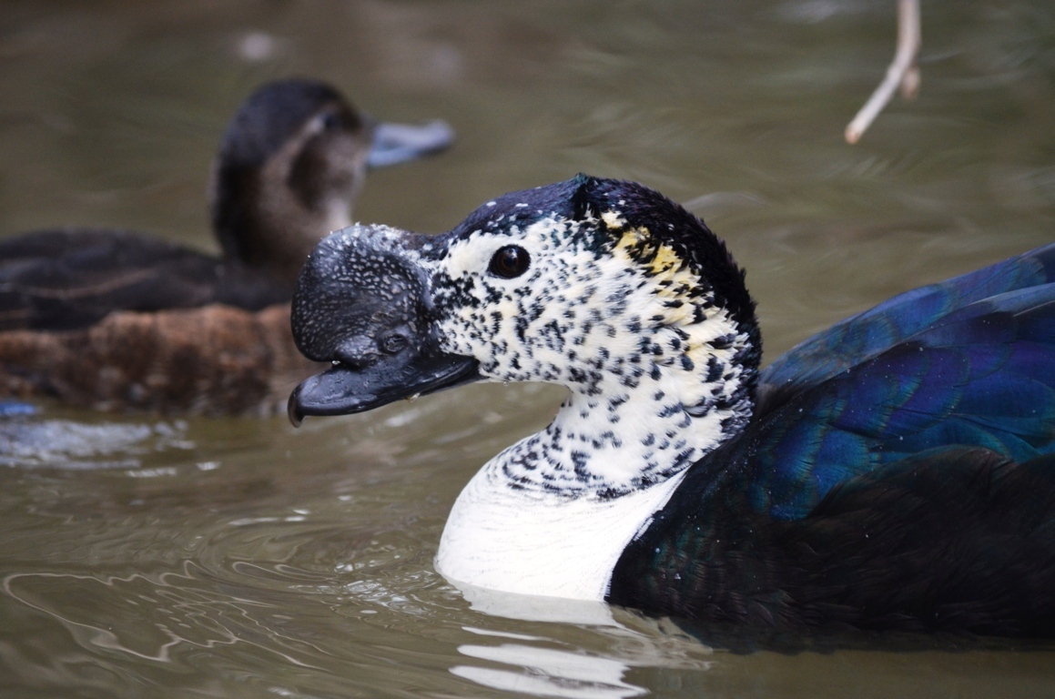 New World Comb Duck – Pinola Aviary