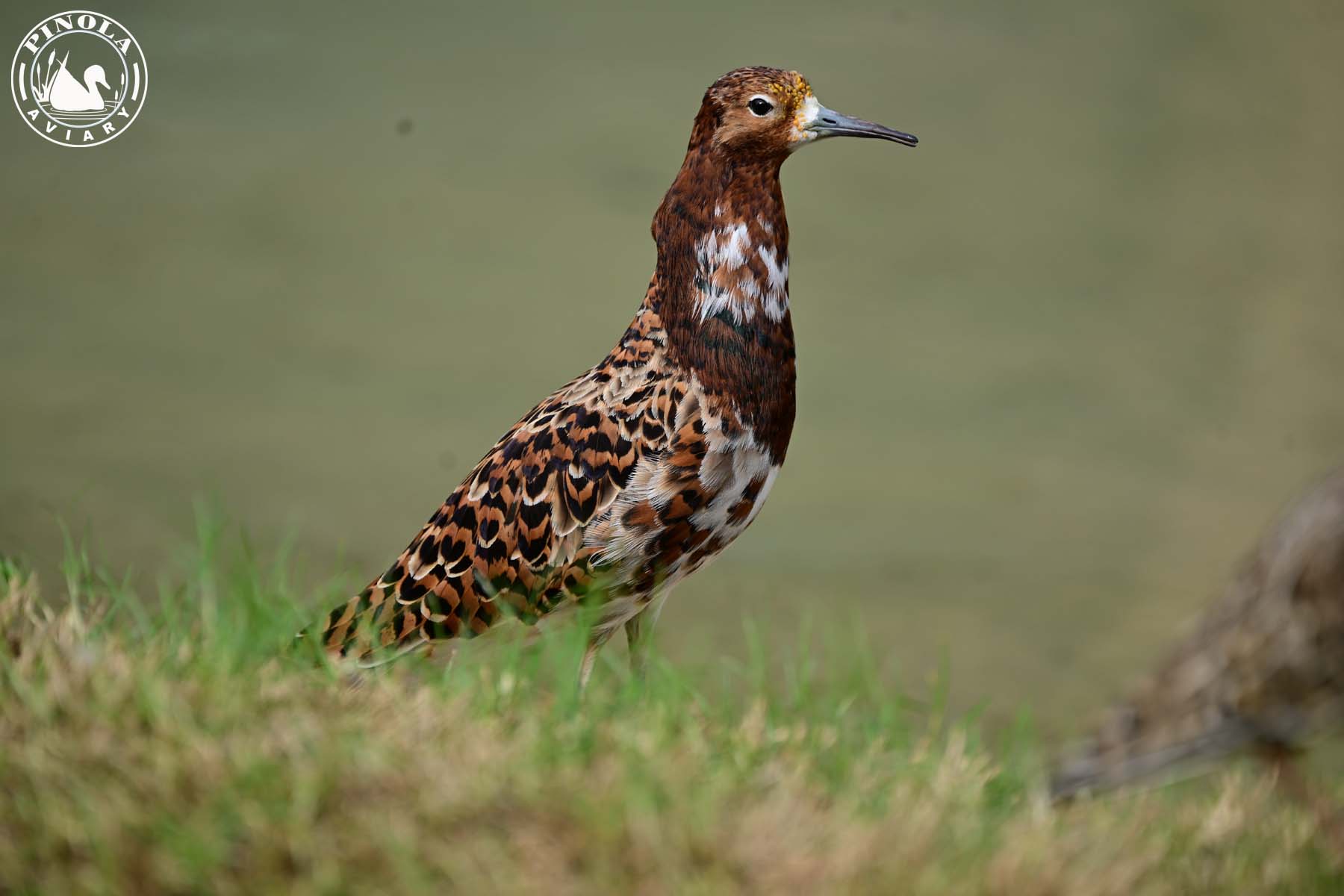 Upright – Pinola Aviary