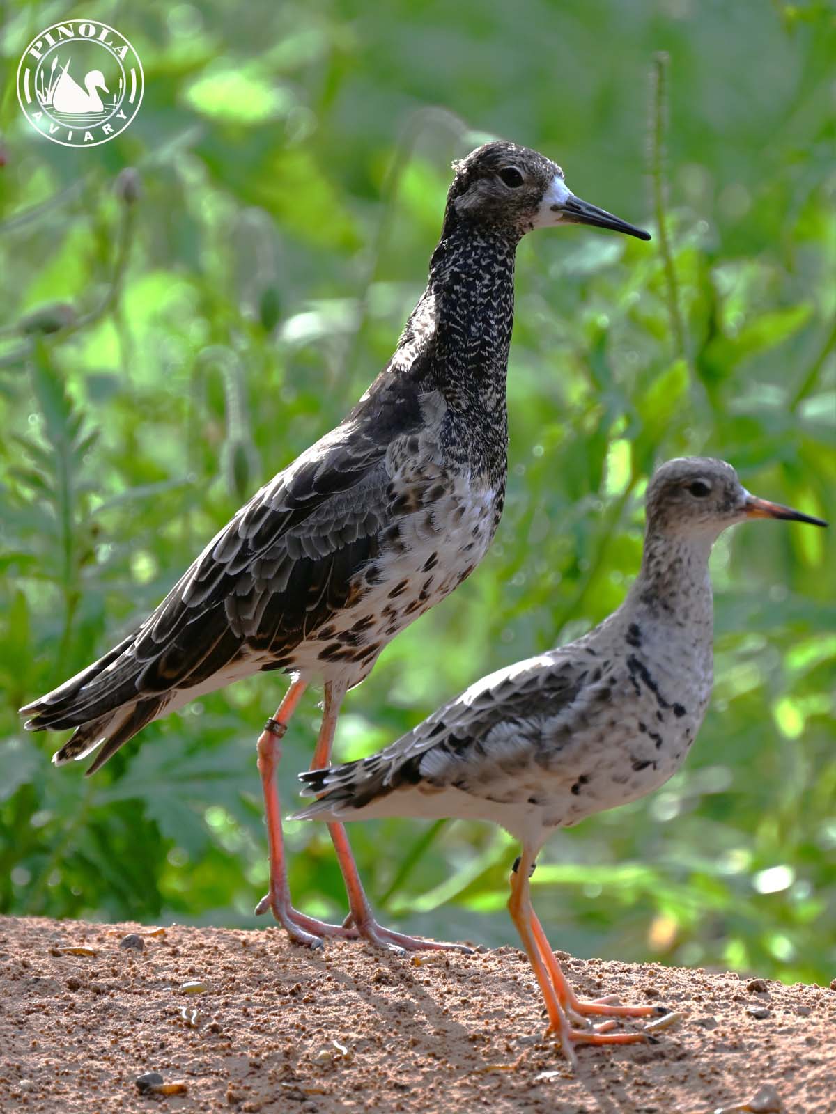 Upright – Pinola Aviary