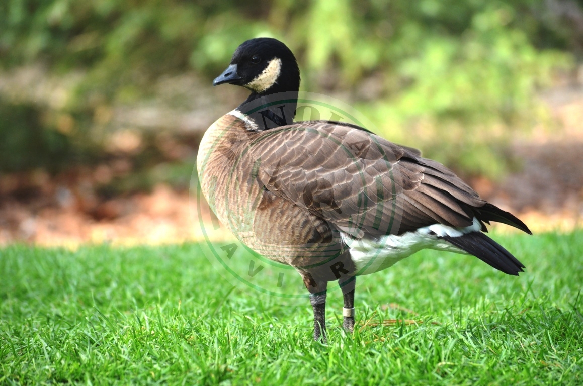 Aleutian Canada Goose – Pinola Aviary