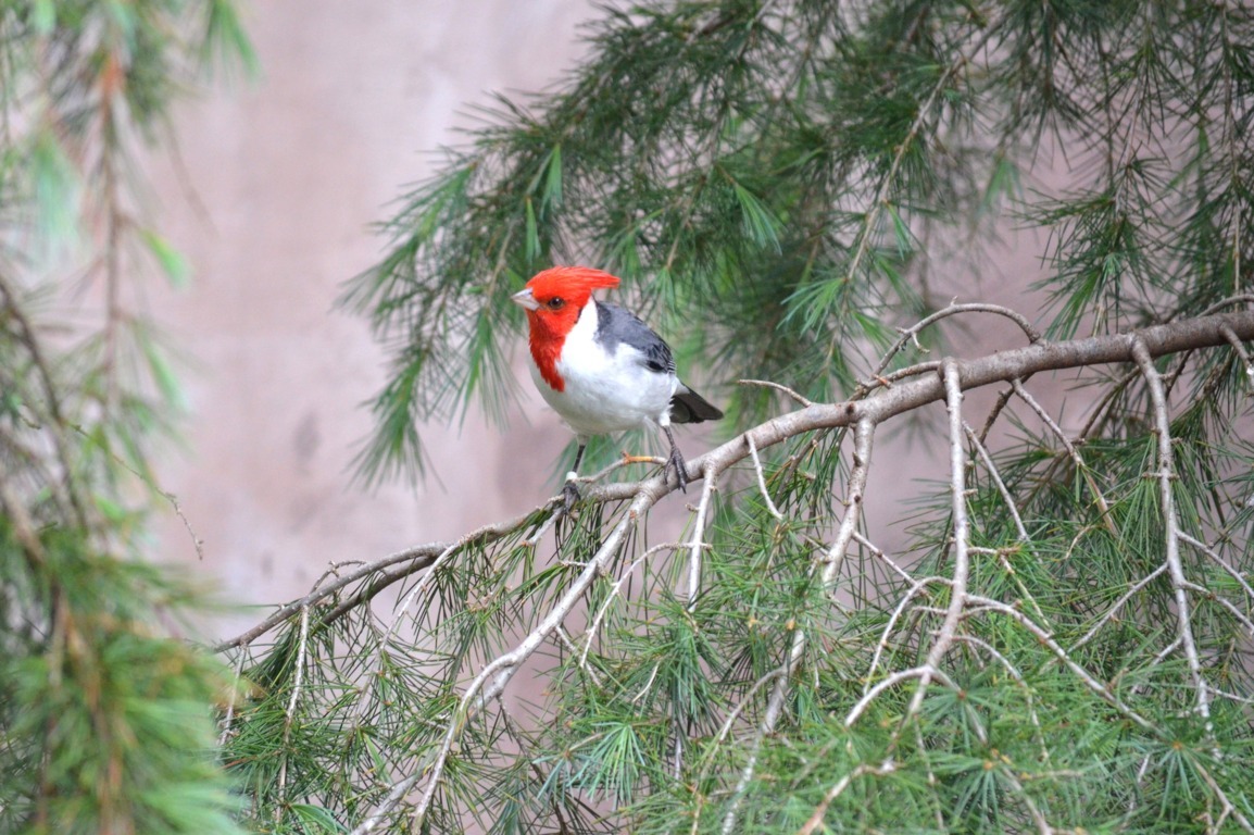 Red-crested Cardinal – Pinola Aviary