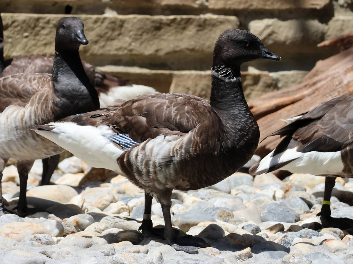 Atlantic Brant – Pinola Aviary