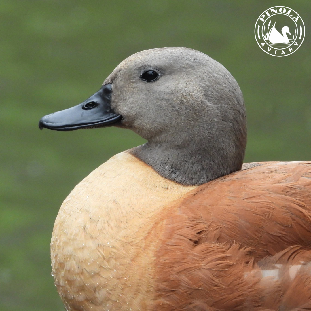 South African Shelduck – Pinola Aviary