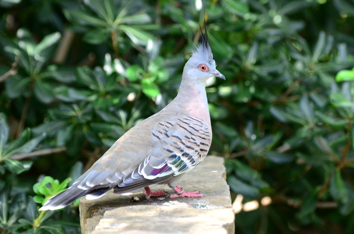 Crested Pigeon – Pinola Aviary