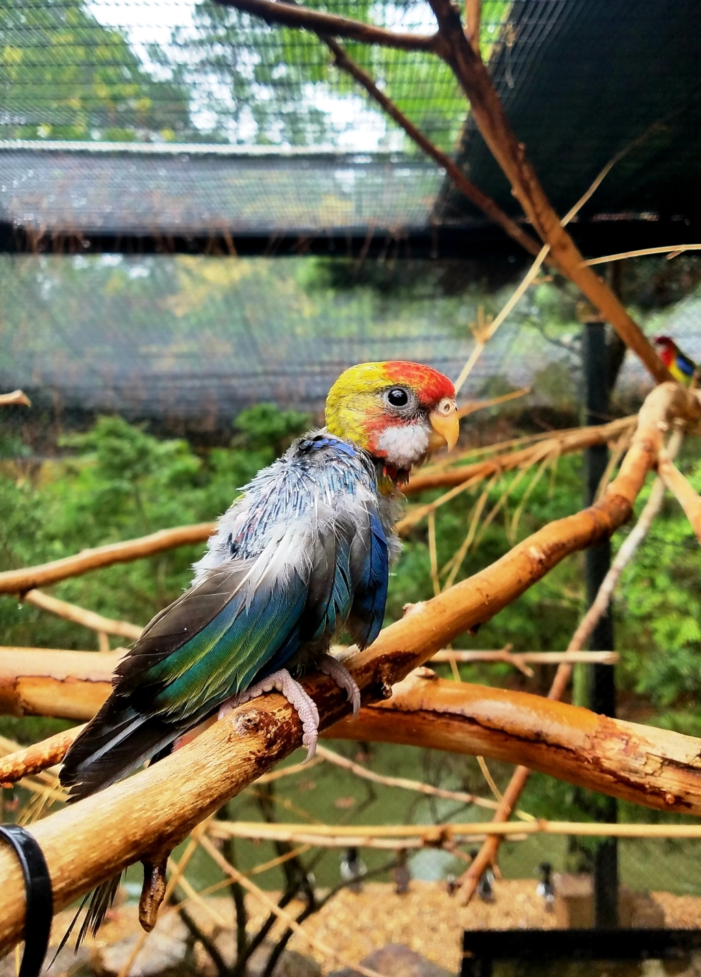 Eastern Rosella – Pinola Aviary