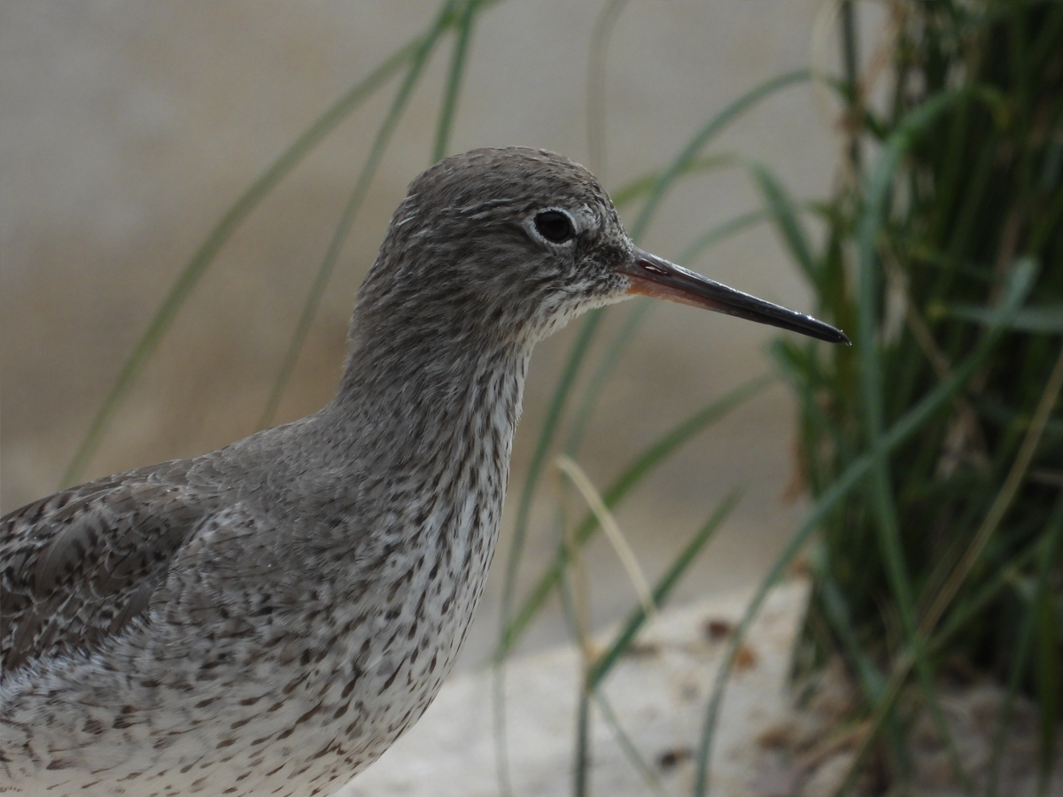 Common Redshank – Pinola Aviary