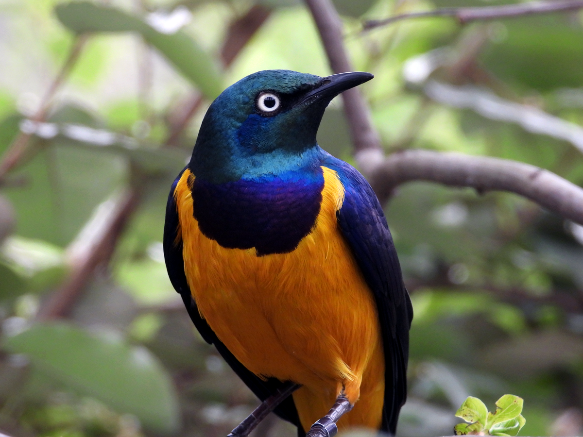 Golden-Breasted Starling – Pinola Aviary